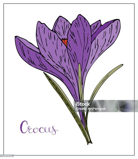 벡터 꽃 그림 보라색 크로커스 꽃입니다 흰색 배경에 격리된 요소입니다 꽃 무늬를 위한 섬세한 사프란 플라워 벡터 스톡 일러스트