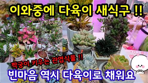 다육이 새식구 또 못참고😆헛한마음 달래려고 빈화분 채워요🍀우리집 관엽식물은 아주 잘크네요👍 Youtube