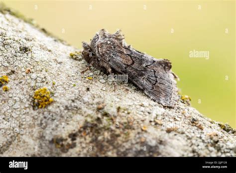Closeup Gray Cleonymia Diffluens Moth Crawling On Mossy Branch Of Tree