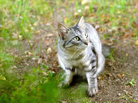 Склонны ли кошки к перееданию? Как, когда и чем можно начинать ...