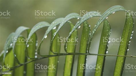흐릿한 배경으로 물방울이 있는 무성한 녹색 잎의 근접 촬영 0명에 대한 스톡 사진 및 기타 이미지 0명 날씨 녹색 Istock