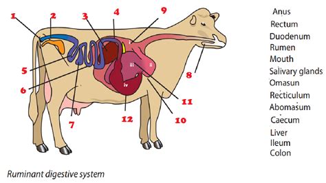 Describe The Ruminant Digestive System