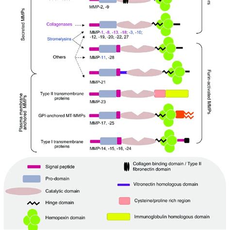 Schematic Representation Of Mmps And Timps Structural Domains Mmps