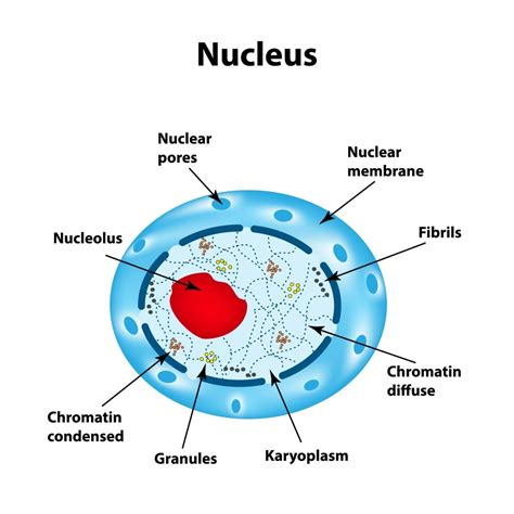 Nucleus Definition