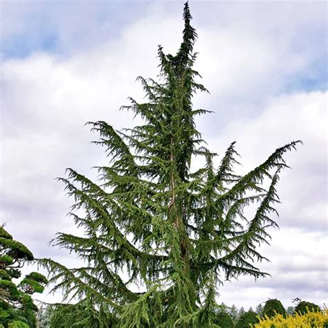 Weeping Blue Lebanon Cedar For Sale Online The Tree Center