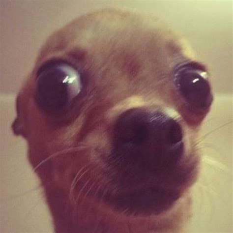 Create Meme Chihuahua Meme Chihuahua Bug Eyed Chihuahua