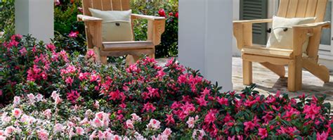 Encore Azaleas The Flowers That Keep On Giving The Tree Center