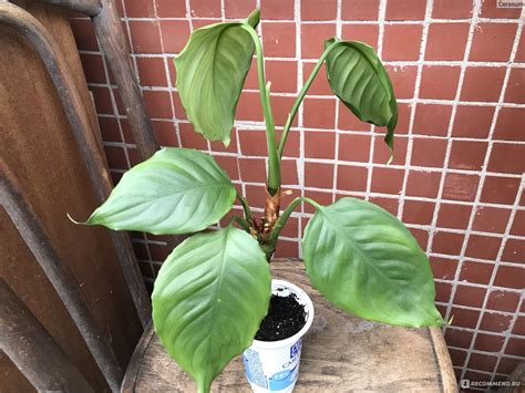 Аглаонема умеренная или скромная/Aglaonema modestum - «Аглаонема ...