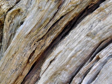 Tree Trunk Texture Stock Photo At Vecteezy Tree Trunk Texture Stock Photo At Vecteezy