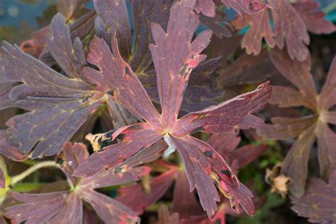 Bacterial Leaf Spot Of Hardy Geranium Symptoms And Biology Ahdb