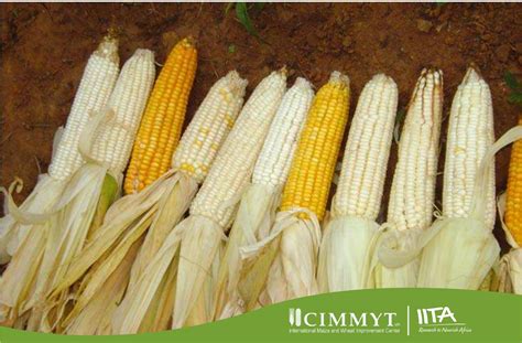 Alexander Nimo Wiredu Kadir Osman Gyasi Tahirou Abdoulaye