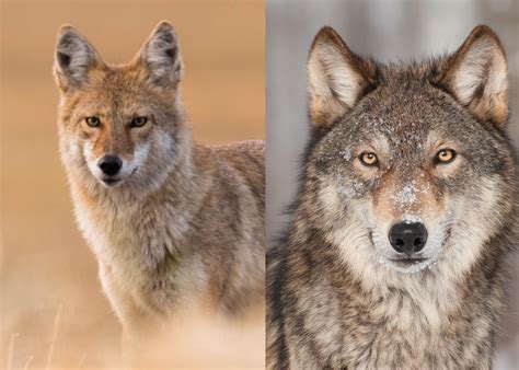 Whats The Difference Between A Coyote And A Wolf Defendersblog
