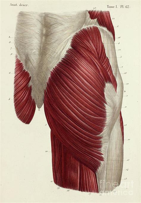 Anatomy Buttocks Muscles