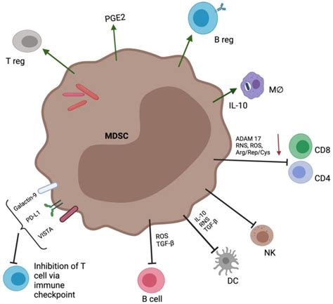 The Crosstalk Between Mdsc And Immune Cells Mdsc Suppress T Cell