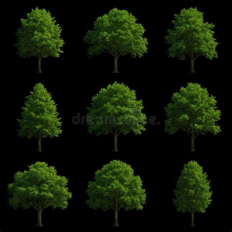 Collection Of Vibrant Green Deciduous Trees With Dense Foliage On A