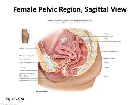 Female Reproductive Organs Sagittal Section Chapter 14. Female