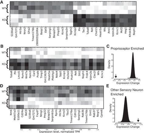 Pvalb Sensory Neurons Display A Loss Of Propriocepor Specific Gene