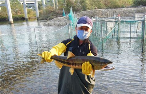 울산 태화강서 올해 첫 회귀연어 포획 나무뉴스