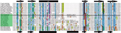 alignment of the ob fold region of ssb proteins from t7 like phages