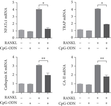 The Inhibitory Effect Of Cpg Odn On Osteoclastogenic Molecules A