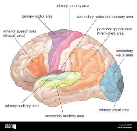 Lateral Brain