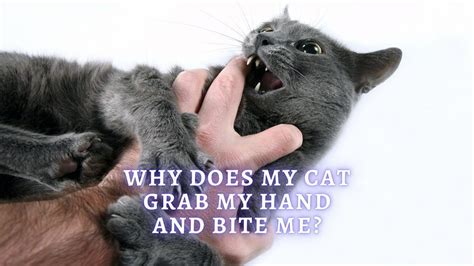 Why Does My Cat Grab My Hand And Bite Me 8 Reasons Why They Do It