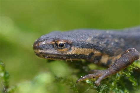Closeup On The Common European Smooth Newt Lissotirton Vulgaris Stock Image Image Of