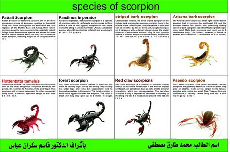 Scorpion Size Chart Sizing Chart Oubvl