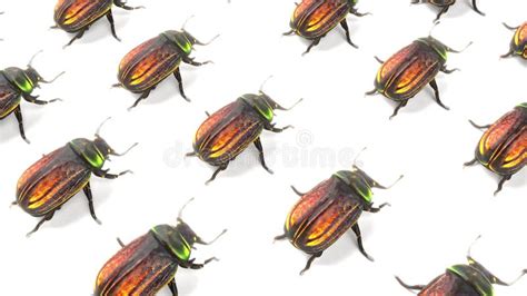 3d Bug Pattern Simply Animation For White Bg 3d Stock Illustration Illustration Of Beetle