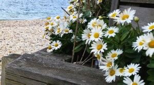 How To Plant Grow And Care For Montauk Daisies