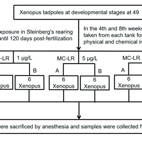 Framework Shows The Experimental Design Of The Study Download