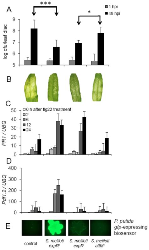 Ijms Special Issue Quorum Sensing Research In Microbial Systems