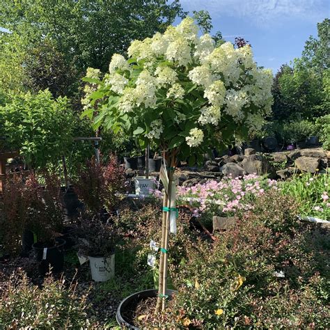 Rohrs Our Tree Of The Week Is The Hydrangea Tree This Lovely