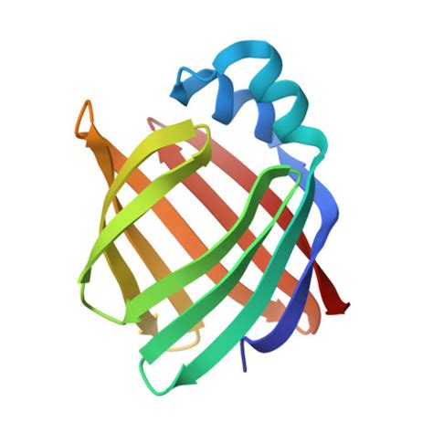 Rcsb Pdb 1ifb Refined Apoprotein Structure Of Rat Intestinal Fatty Acid Binding Protein