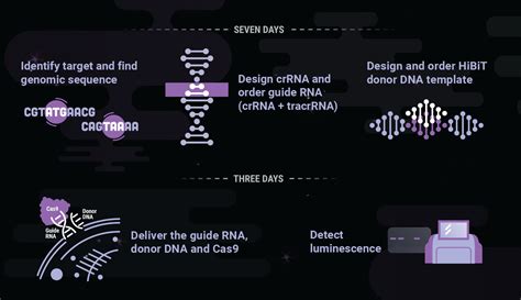 Hibit Protein Tagging Technology