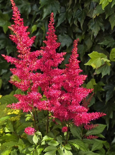Astilbe Arendsii Red Drumset Plantarium Groen Direkt