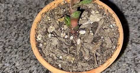 Whats This Plant Album On Imgur