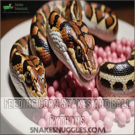 Corn Snake Vs Ball Python: Find Which Pet Snake Fits You Best!