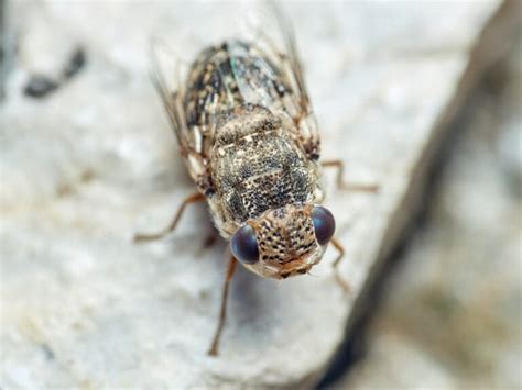 10 Types Of Flies In Arizona 2023 Guide The Gardening Dad