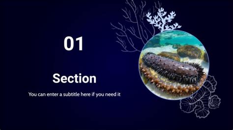 The Wonders Of The Seas Echinoderms Presentation