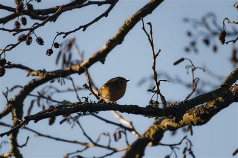 Goldcrest 골드크레스트 새 송버드 Pixabay의 무료 사진