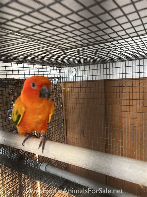 Red Factor Sun Conures For Sale