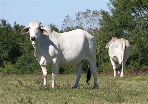 Brahman Cattle Brahman Cow Knowledge Base Alibaba