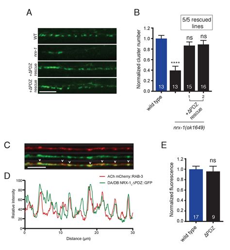 Figures And Data In Neurexin Directs Partner Specific Synaptic