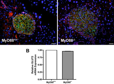 Figure 1 From The Role Of Toll Like Receptors In Islet Allograft