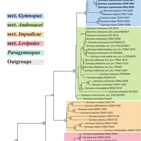 phylogram generated by ml analysis of the combined dataset