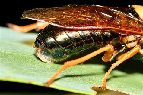 Perga Dorsalis Vs Perga Affinis — Life In A Southern Forest