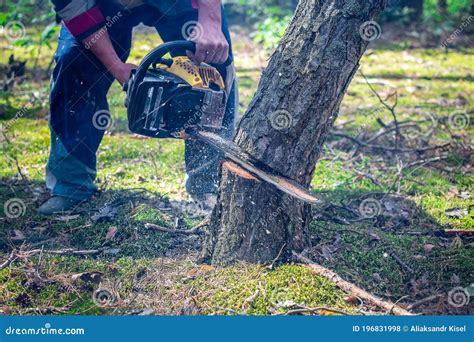 Tree Cutting Concept Trees Being Cut Down In A Dense Forest Deforestation Concept Stock Photo