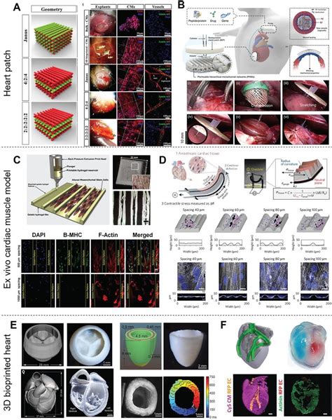 Various Applications Of 3d Bioprinted Constructs For Cte A Left