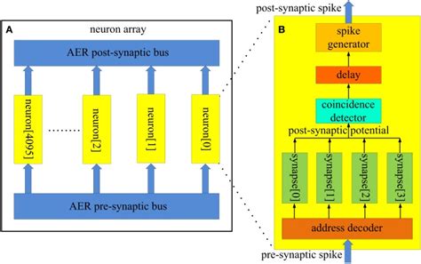 structure of a the neuron array b the coincidence detector neuron